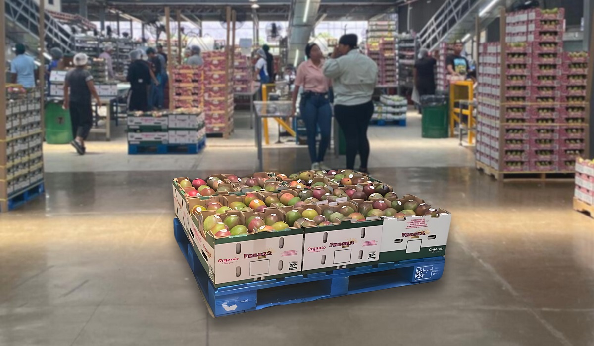 Así es la logística y el transporte de mango en México | Revista TyT