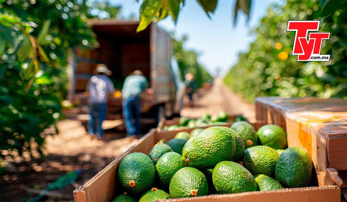 De la tierra mexicana al Super Bowl LX: transporte de aguacate anota ...